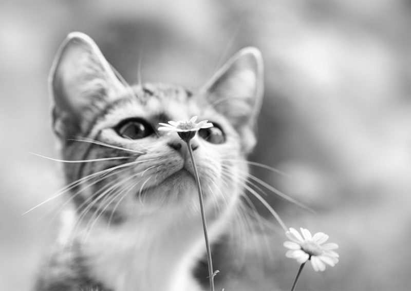 Black and White Photography | Custom Art Prints