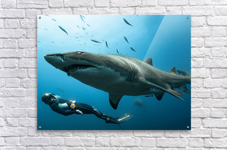 Photo of the Week: Shark Photo Print | The Big Acrylic Blog