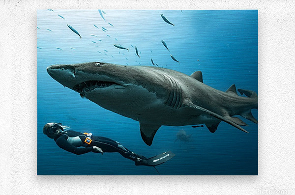 Photo of the Week: Shark Photo Print | The Big Acrylic Blog