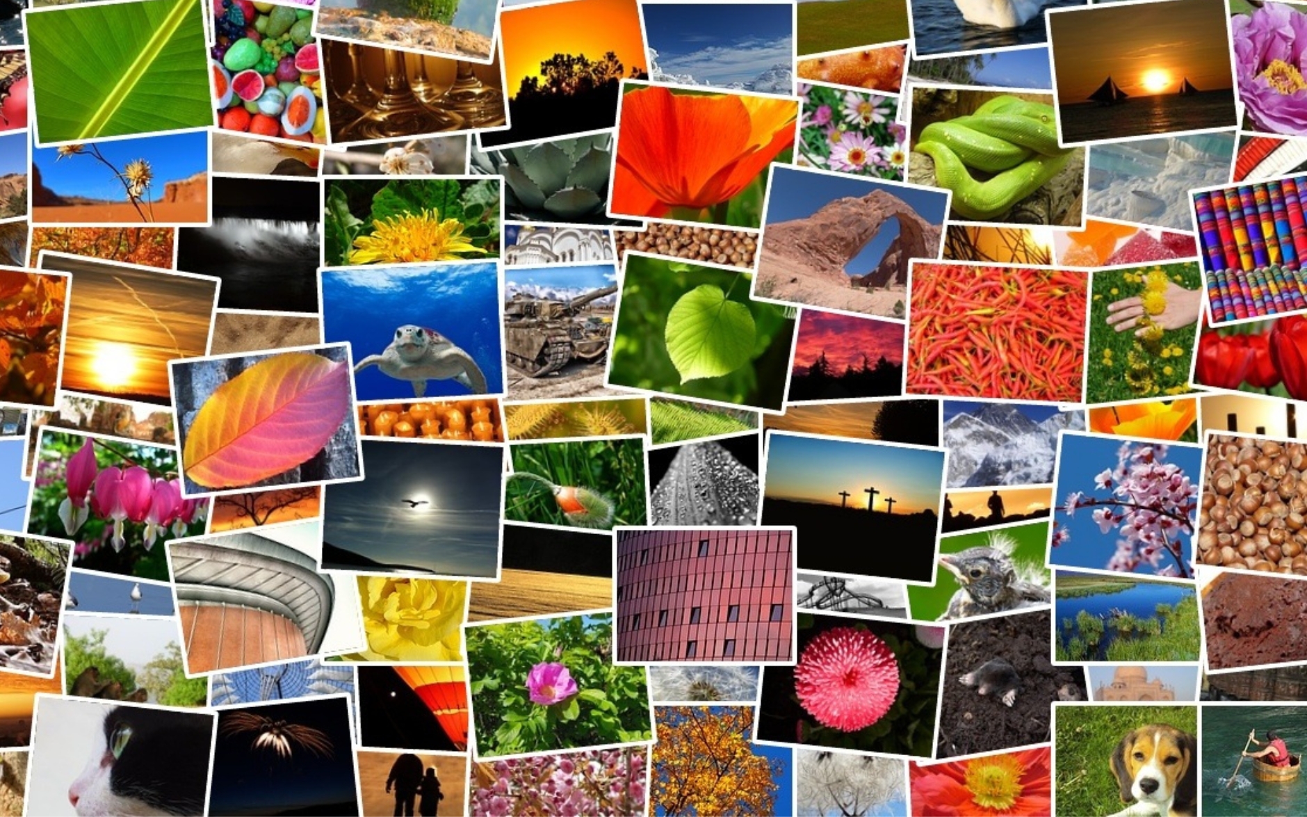 Top 12 Websites to Find Images Online