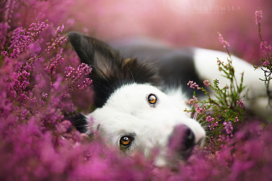 The Basics in creating the Best Dog photography